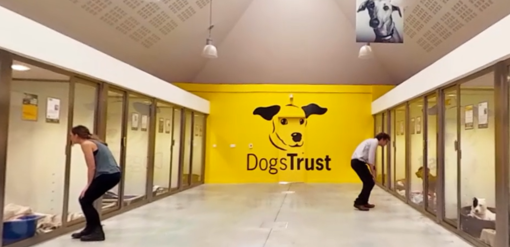 Dogs Trust uses VR experience for face-to-face fundraising - IPM Bitesize